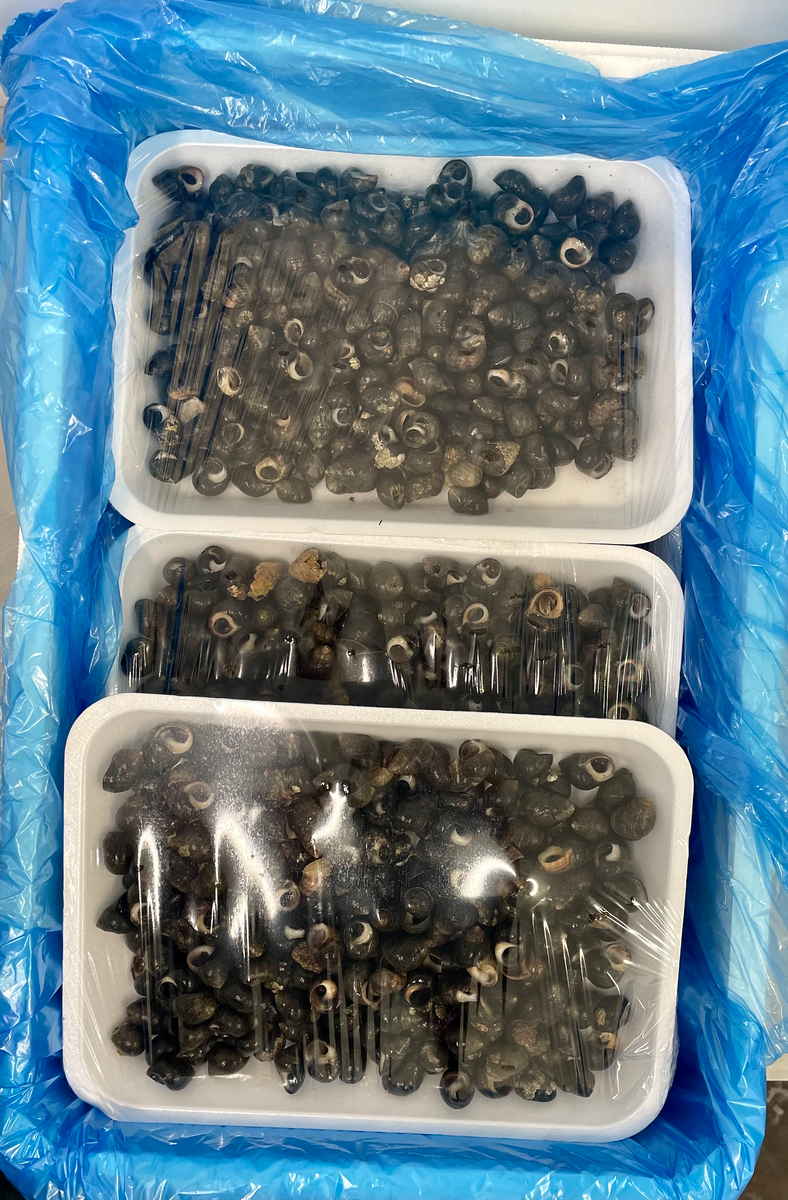 10 kg Jumbo Cooked Winkles only £115.00 from The Berwick Shellfish Co ...